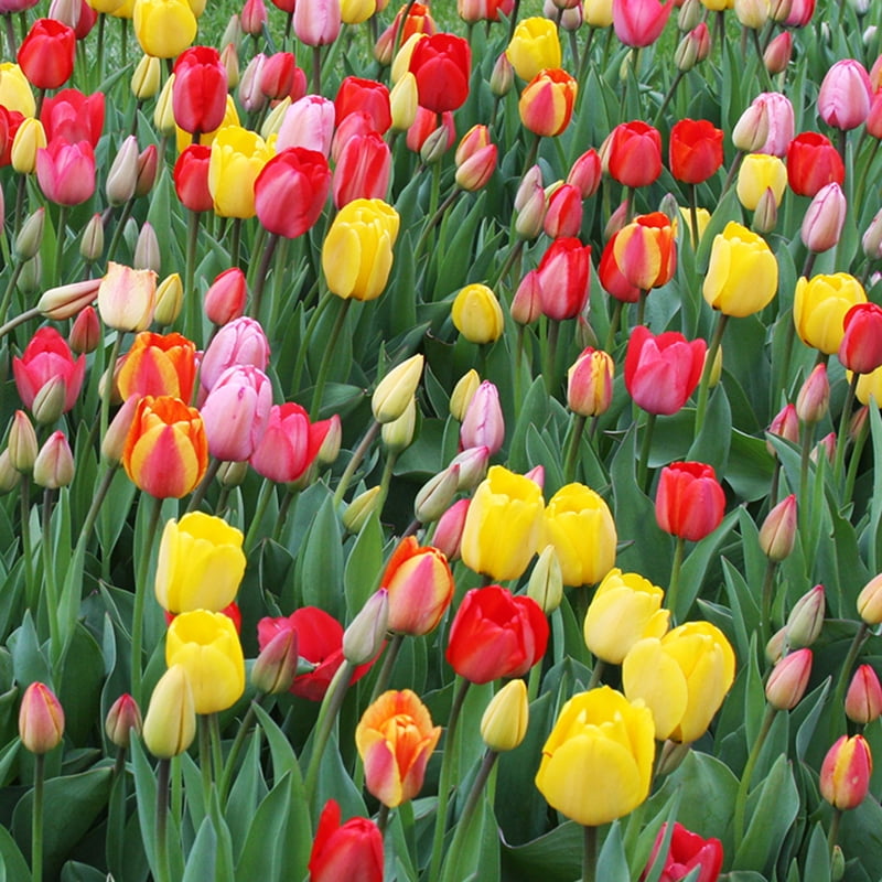 BULK Mixed Perennial Tulip Flower Bulbs - 250 Bulbs per Pack - Good as ...
