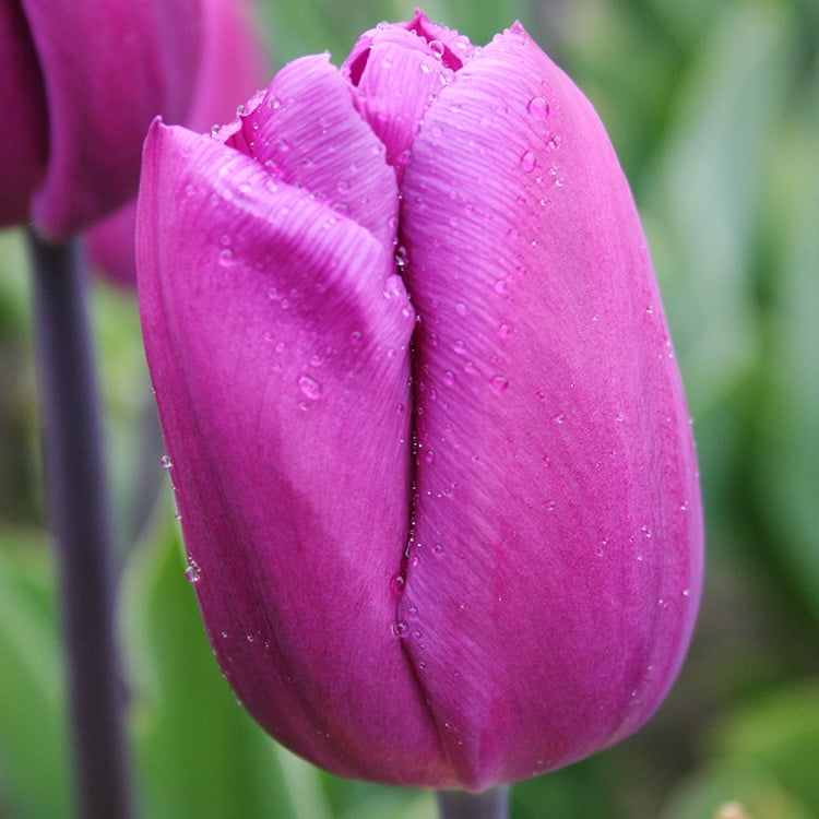 BULK Purple Triumph Tulip Flower Bulbs - 1000 Bulbs per Pack - Good as ...