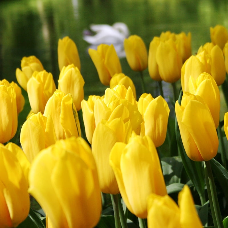 BULK Yellow Tulip Flower Bulbs - 1000 Bulbs per Pack - Good as Cut ...