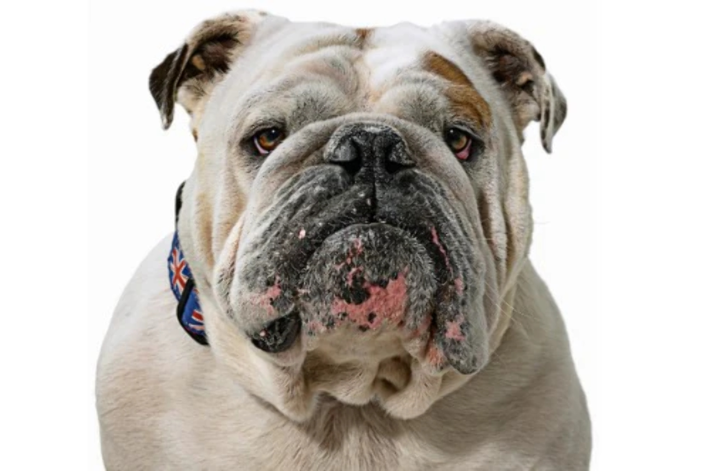 BULLDOG POSTER PICTURE PHOTO BANNER english british wrinkly muscular ...