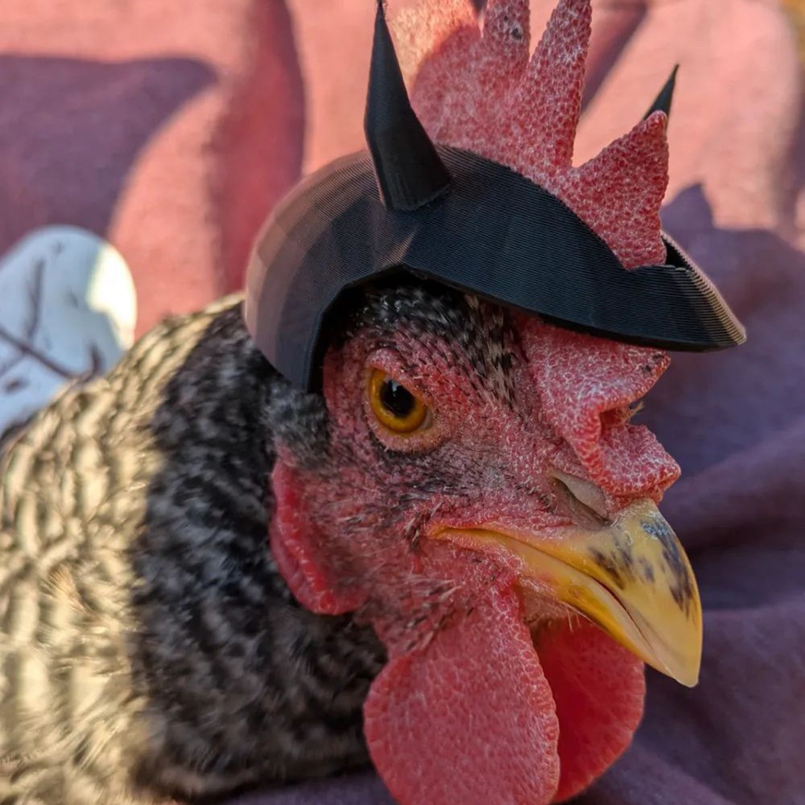 BULLPAW Chicken Helmet Hens Safety Hat with Adjustable Elastic Strap ...