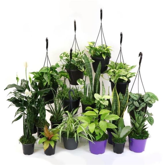 BUNDLE-LOW.LIGHT-4IN Low Light Plant Bundle (4 plants included ...