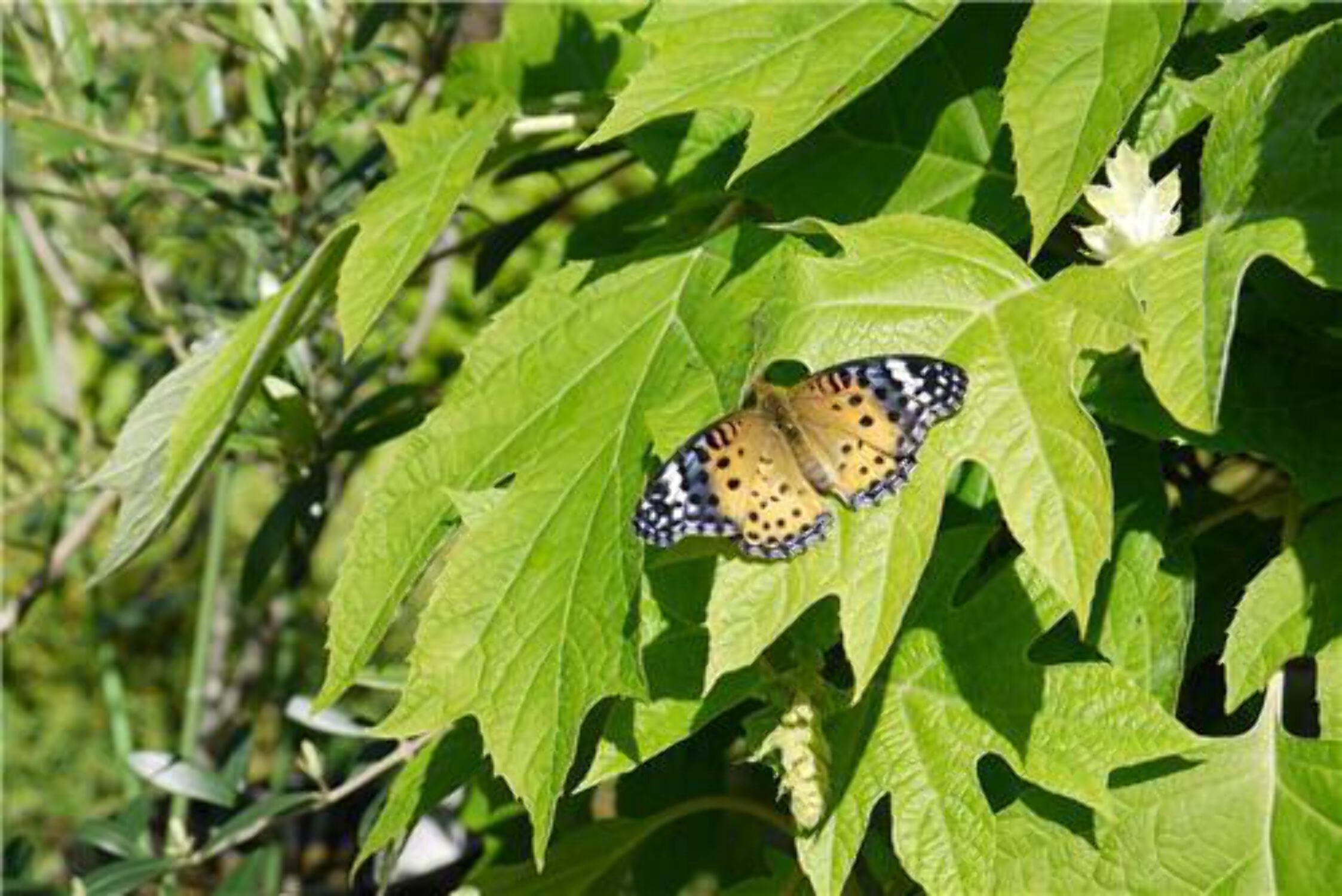 BUTTERFLY ON LEAVES GLOSSY POSTER PICTURE PHOTO butterflies bugs insect ...