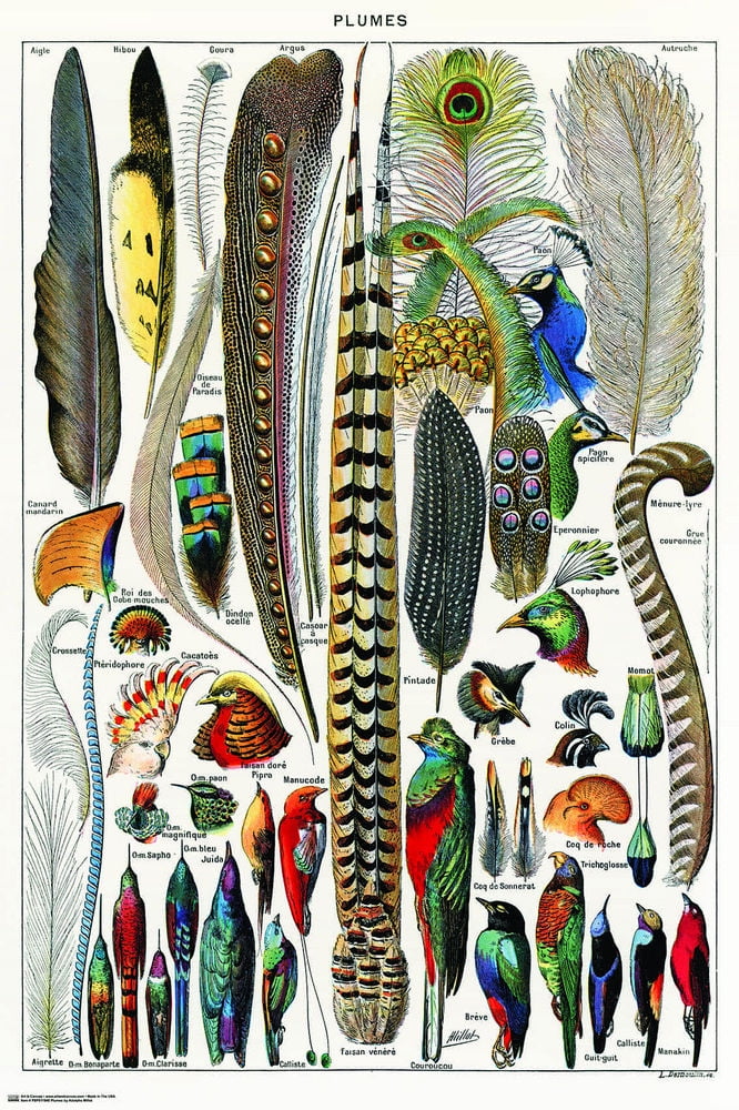 BUY ART FOR LESS Officially Licensed Plumes Art Poster - 24 x 36 Inch ...