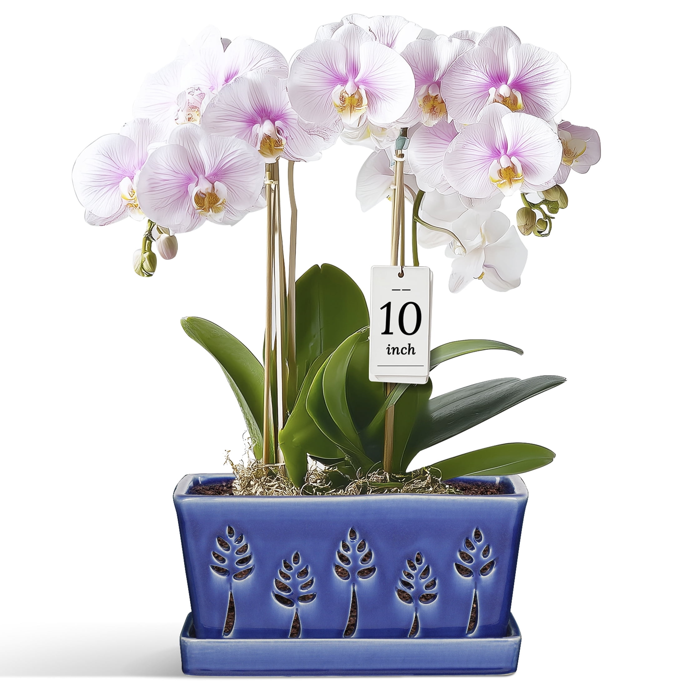 BUYMAX 10×5 inch Blue Leaf Rectangle Ceramic Orchid Pot with Holes ...