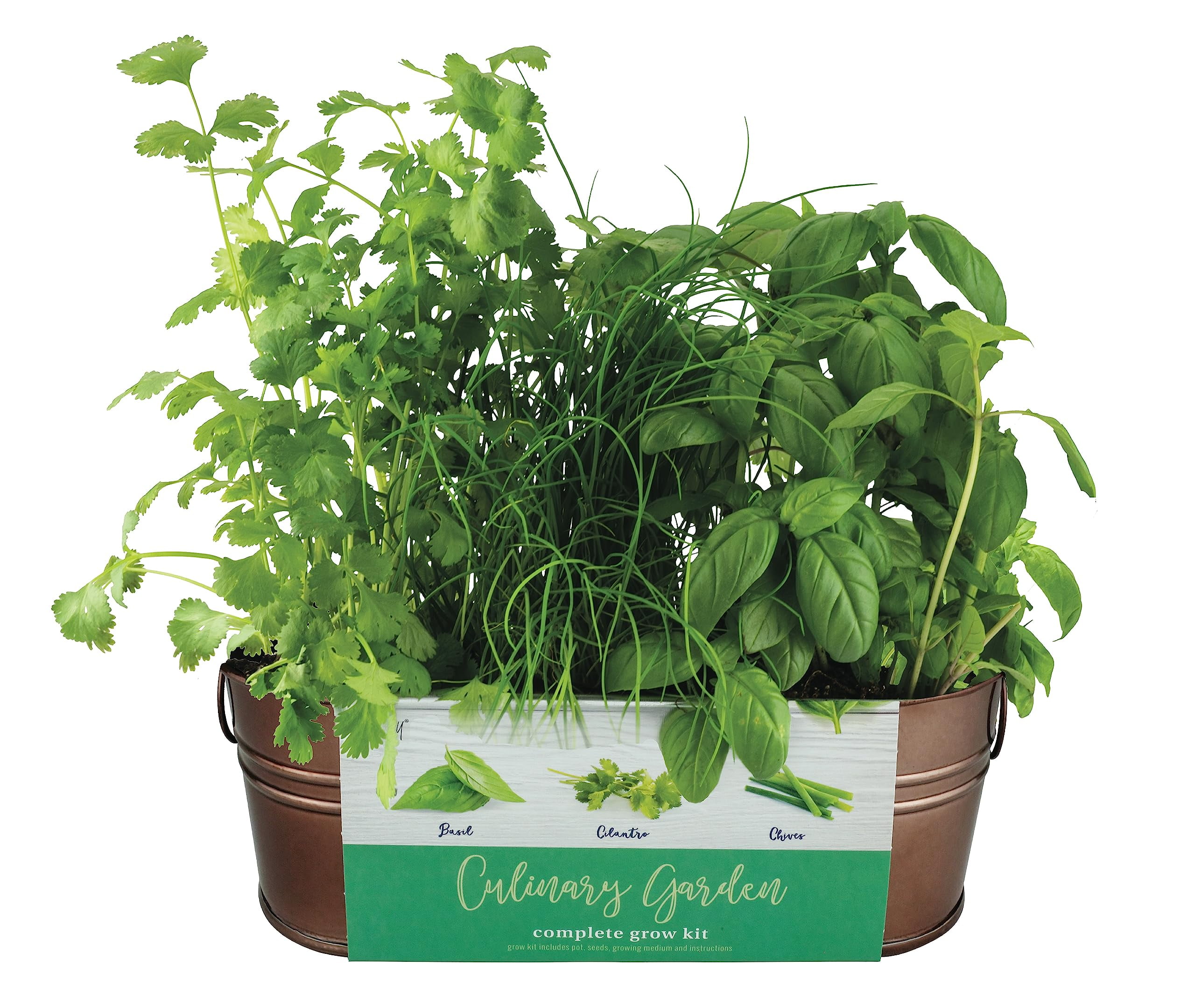 BUZZY Organic Windowsill Grow DHF10 Kit, Copper Culinary Garden ...