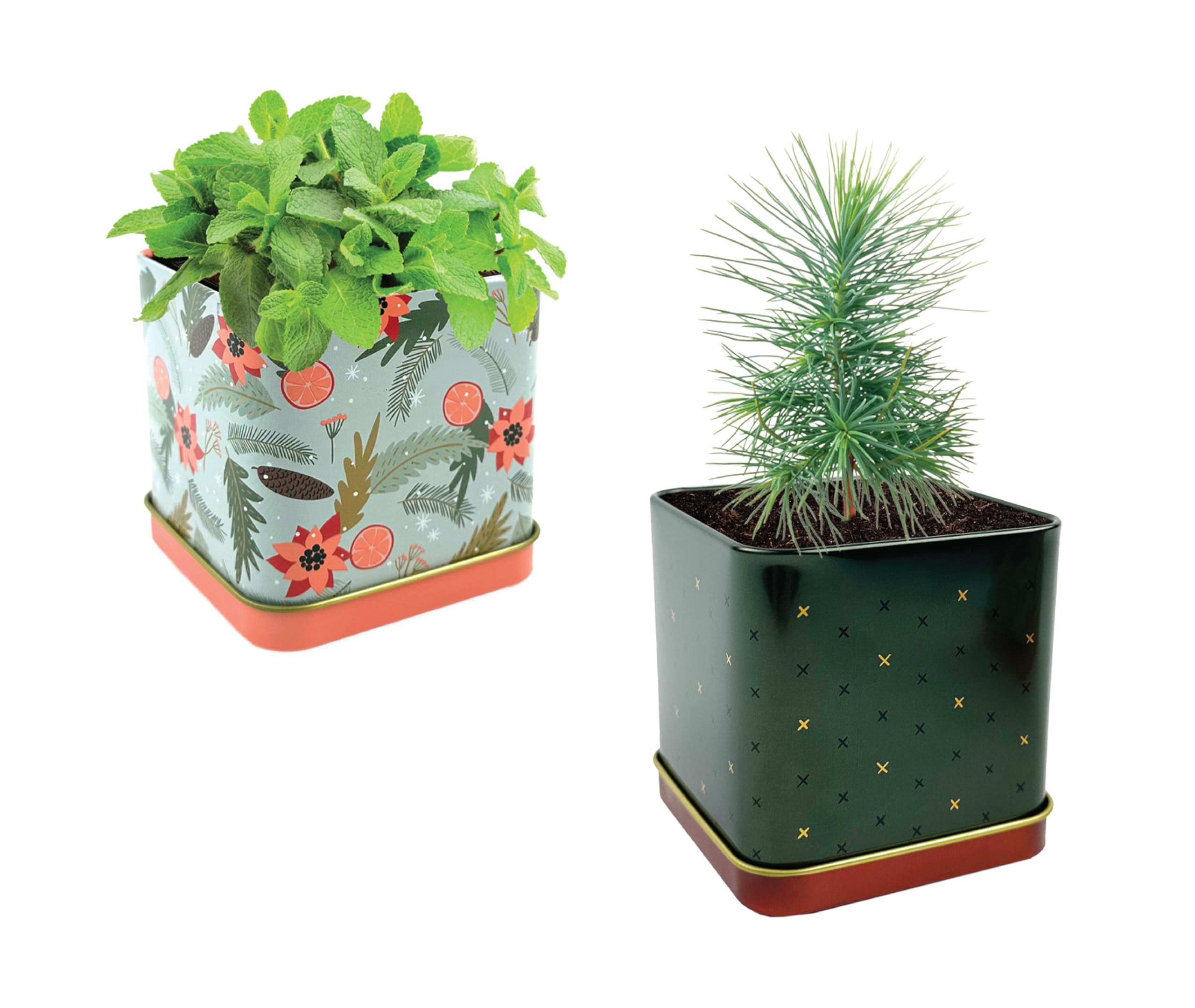 BUZZY Seeds Holiday Spruce and Mint 2-Pack Square Tin Grow Kit ...