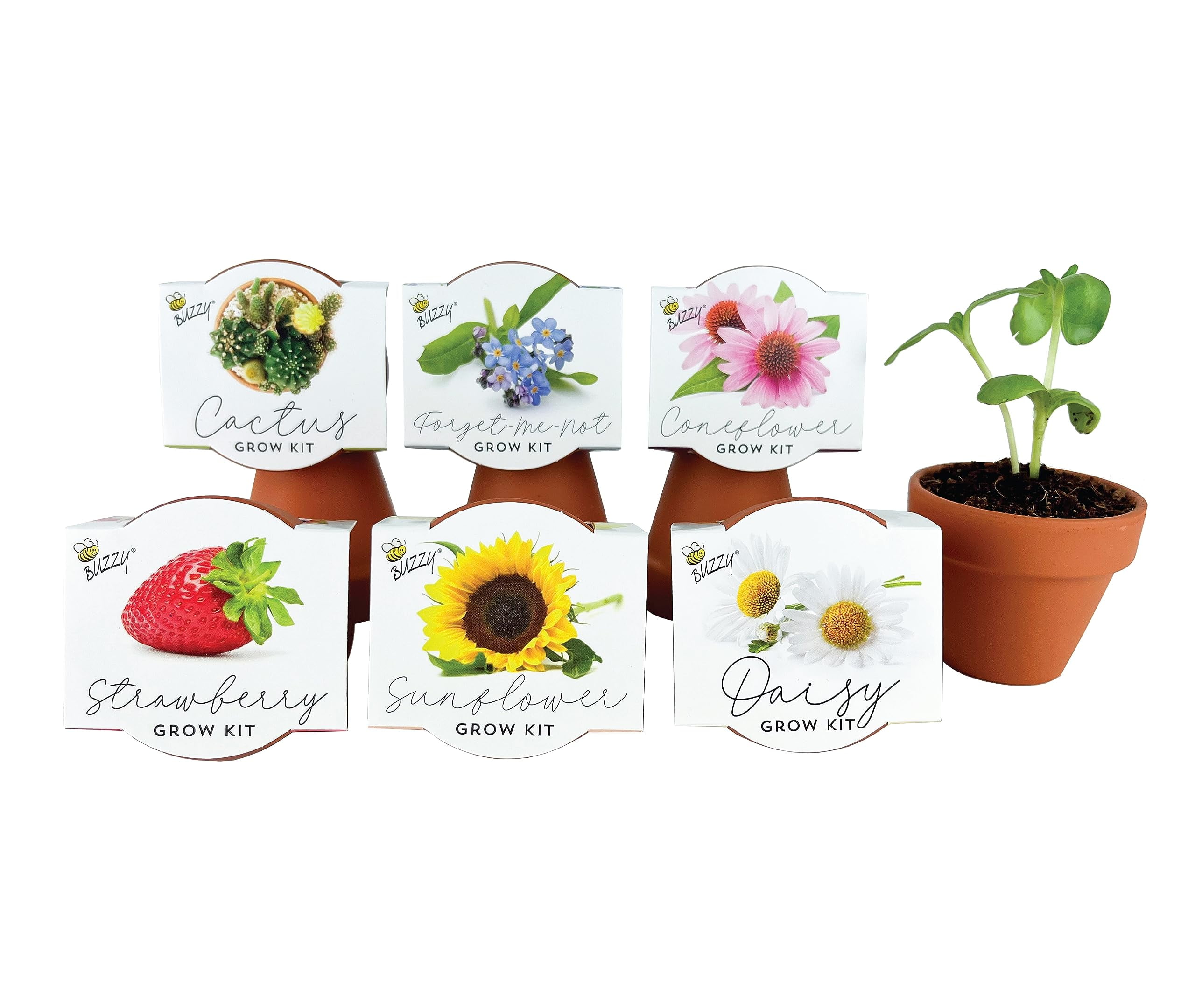 BUZZY Seeds Terracotta TWE5 Mini Grow Pots | Herb, Plant, Starter Kit ...