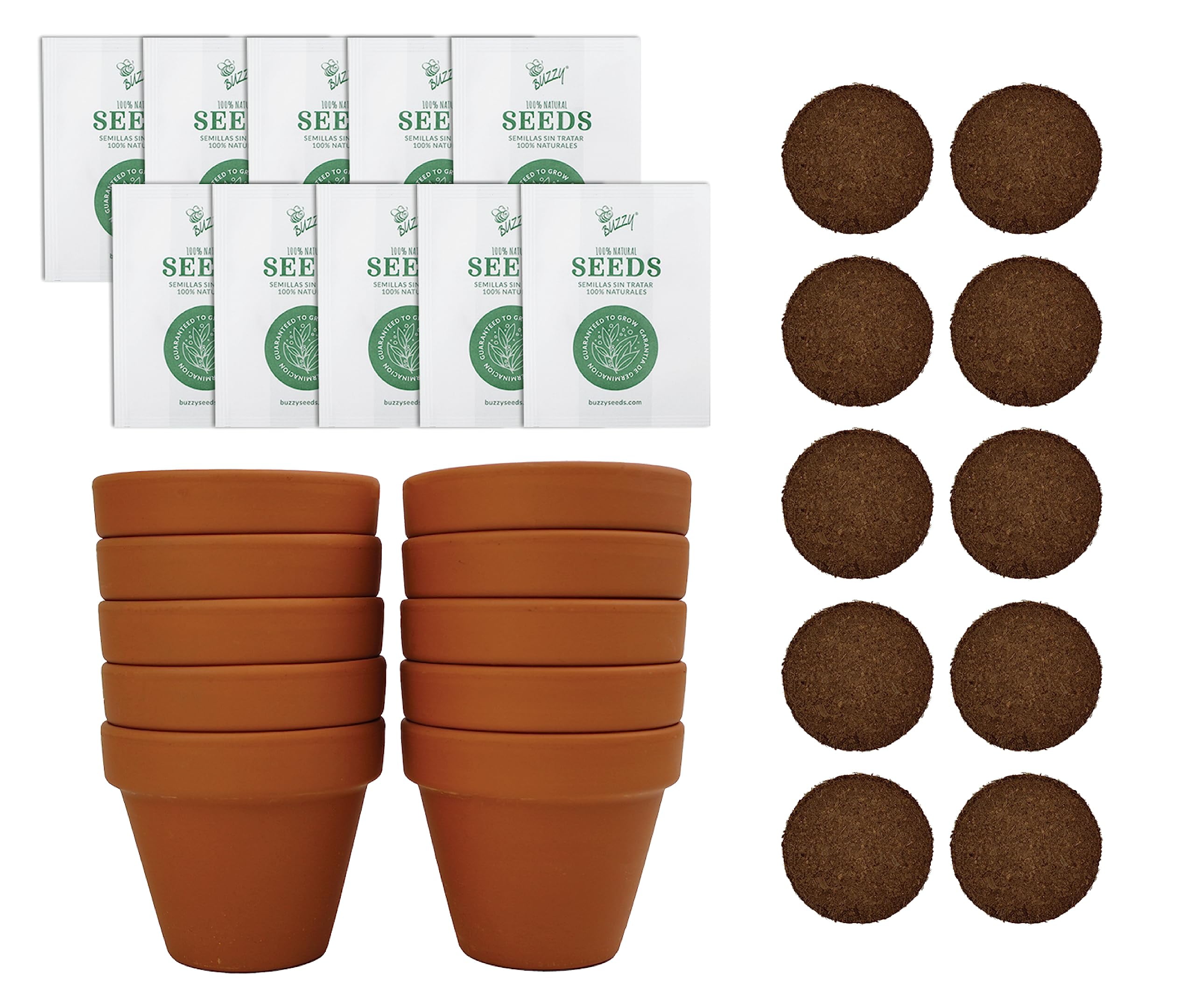 BUZZY Sunflower Seeds & Genuine Terracotta MVR1 7cm Pot Bulk Count ...