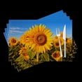 BaHomeck placemats Set of 4 Vibrant Sunflower Field Under The Warm Glow ...