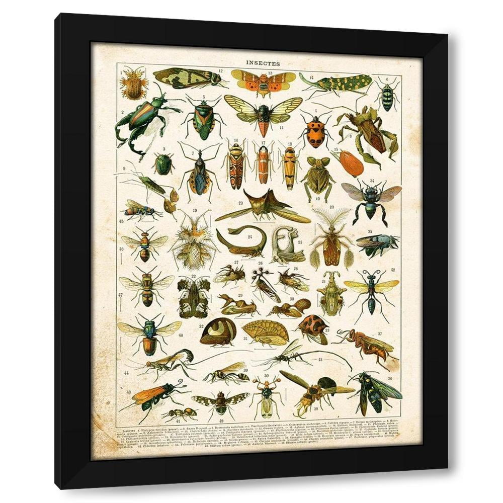 Gwendolyn Babbitt 12x14 Black Modern Wood Framed Wall Art Titled - Bug Chart II - Walmart.com