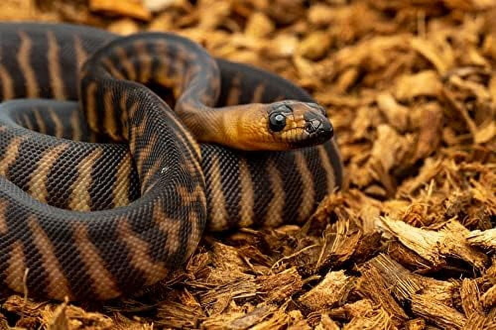 BabiChip Small Coconut Chip 12 Quart Coco Reptile Substrate and Bedding ...