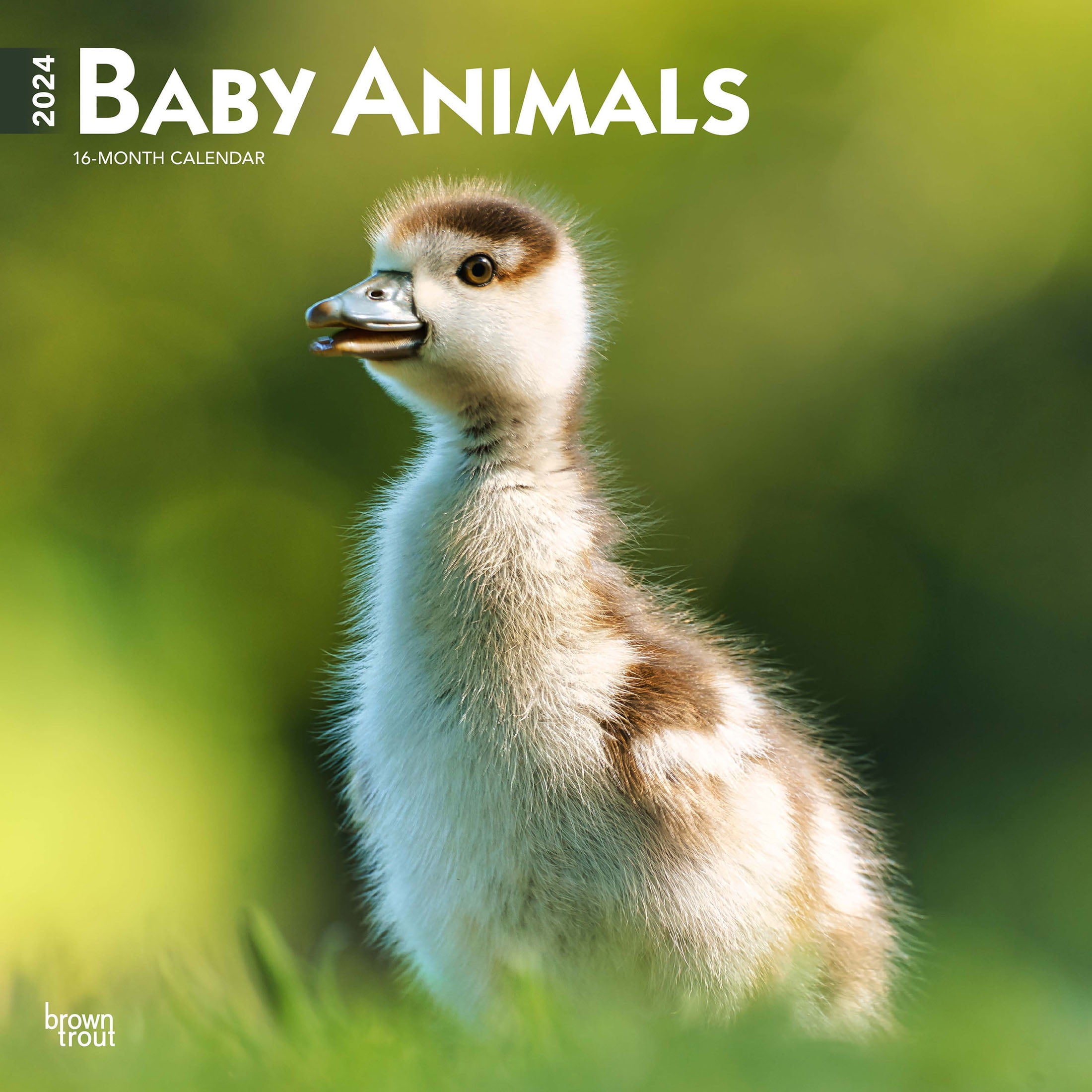 Baby Animals | 2024 12x24" (Hanging) Square Wall Calendar | BrownTrout ...