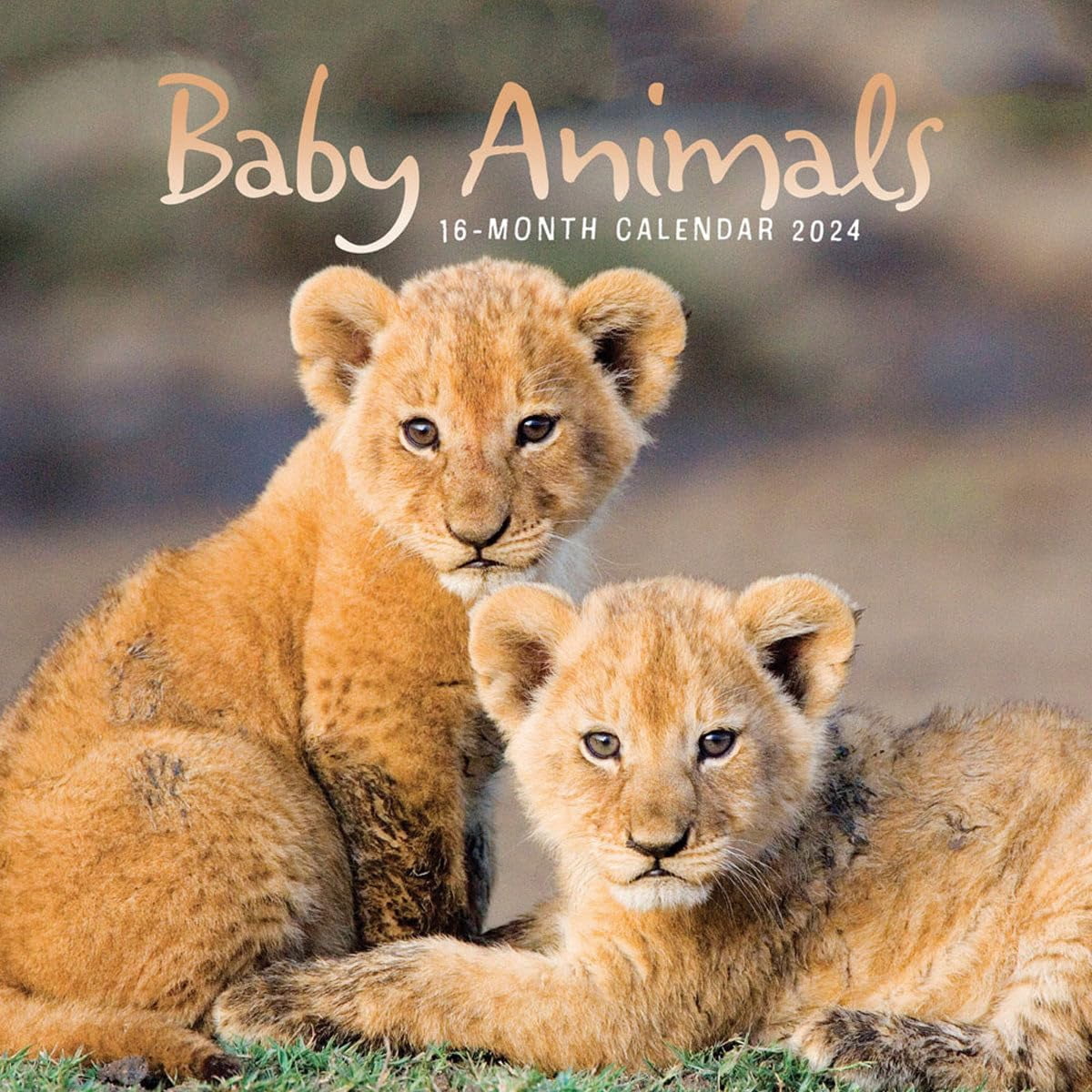 Baby Animals 2024 Mini Wall Calendar - Walmart.com