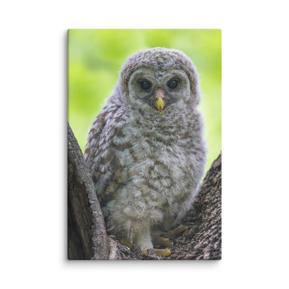Baby Barred owl ! - Canvas (12″×18″) - Walmart.com