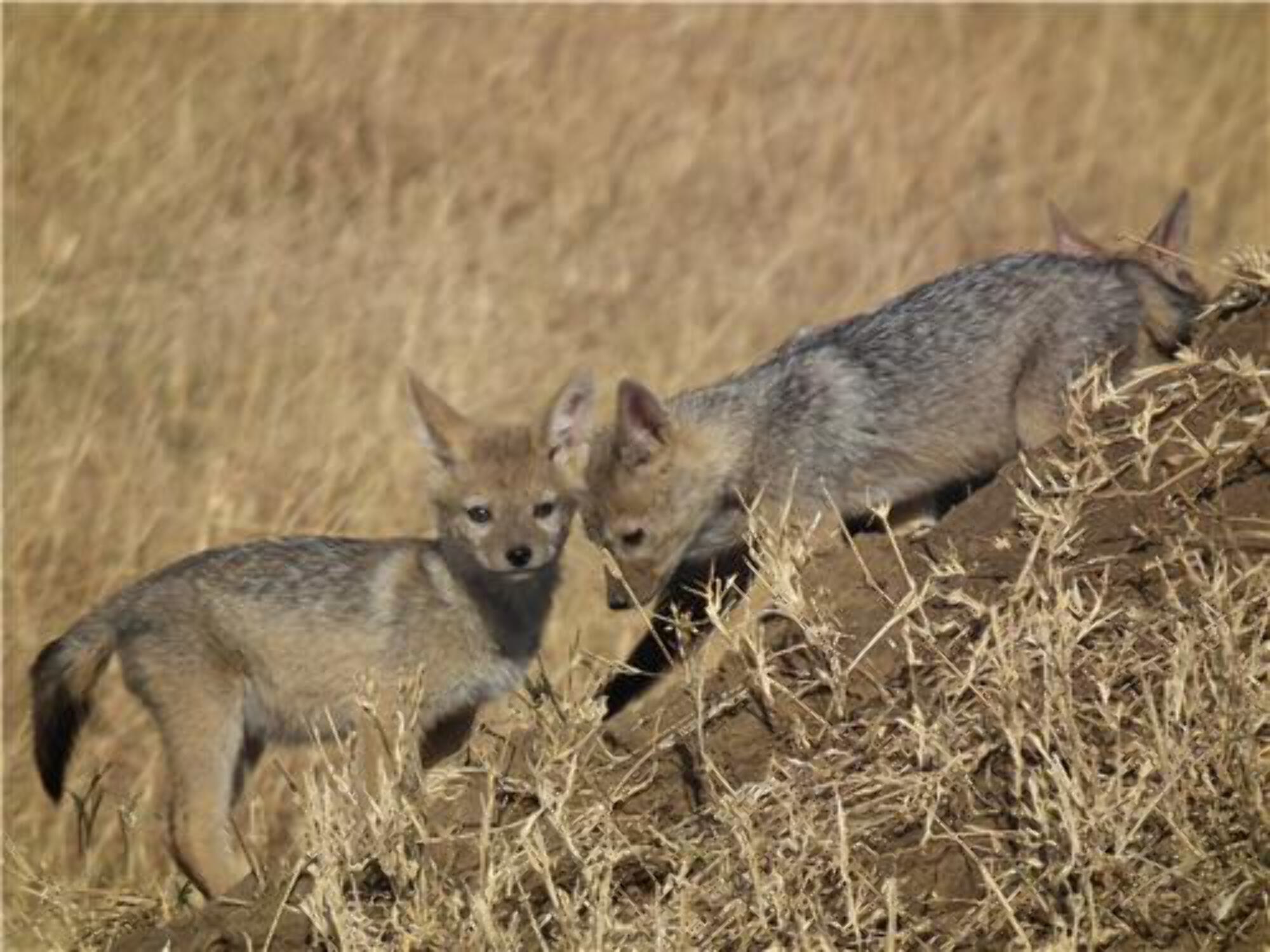Baby Black Backed Jackals Glossy Poster Picture Photo Silver Red ...
