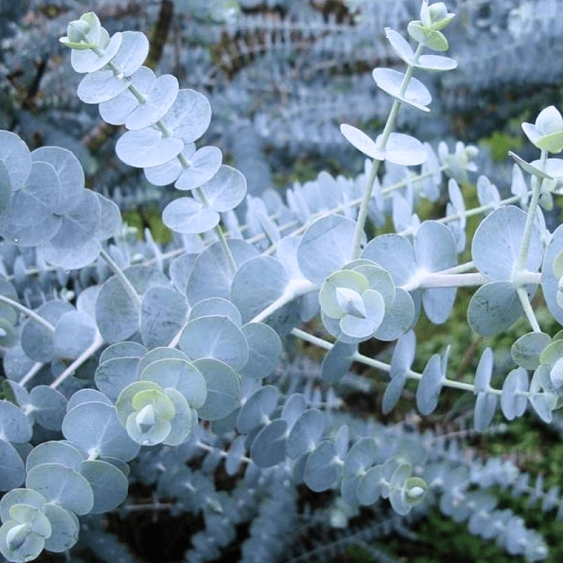 Baby Blue Eucalyptus Plant Live, In 2.5'' Pot, Live Eucalyptus Plant ...