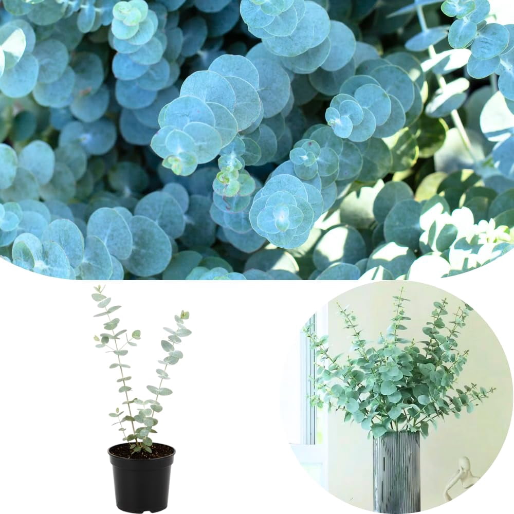 Baby Blue Eucalyptus Tree Live, Eucalyptus Plant, 2.5" Pot Starter for ...