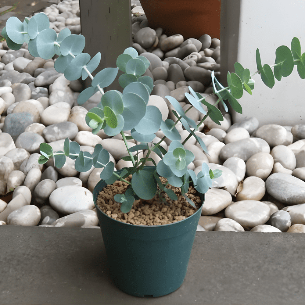 Baby Blue Eucalyptus Tree Live Plant, Baby Blue Eucalyptus Plant ...