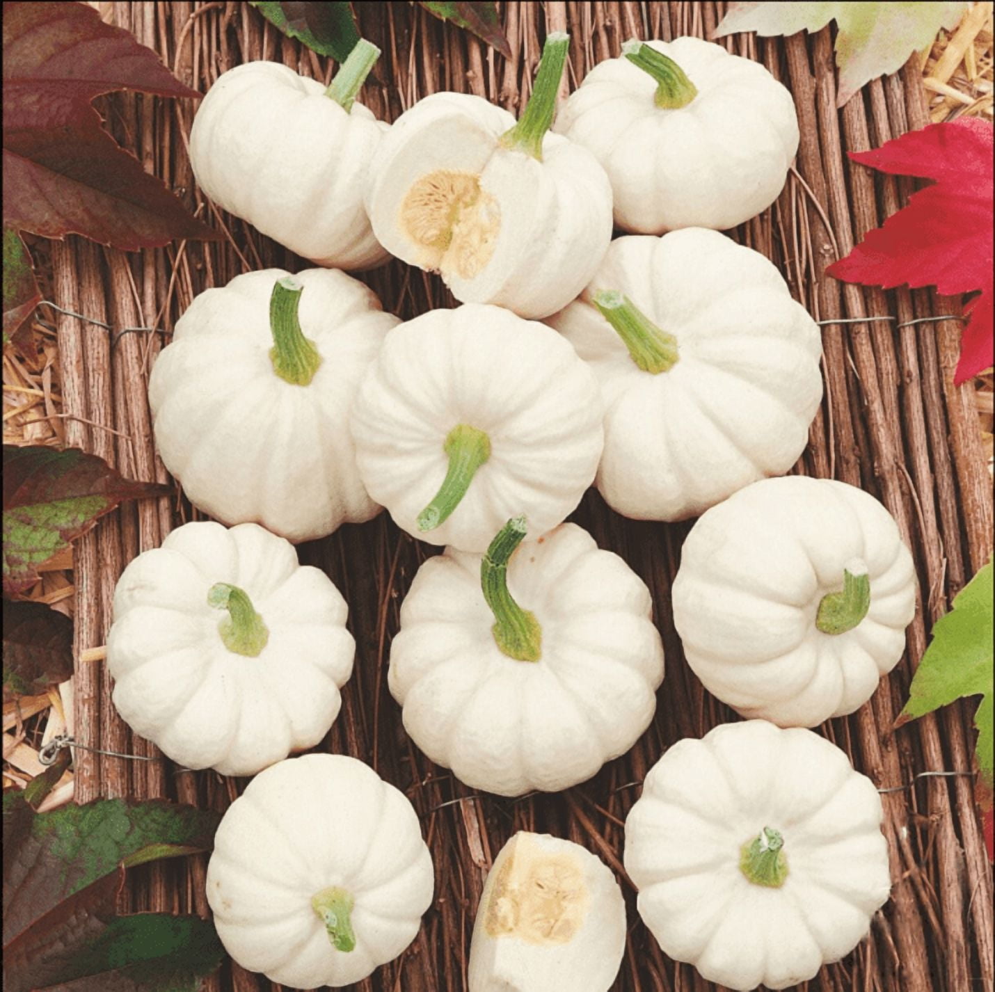 Baby Boo Pumpkin 4 Gram ~56 Seeds – Non-GMO, Open-Pollinated Mini White ...