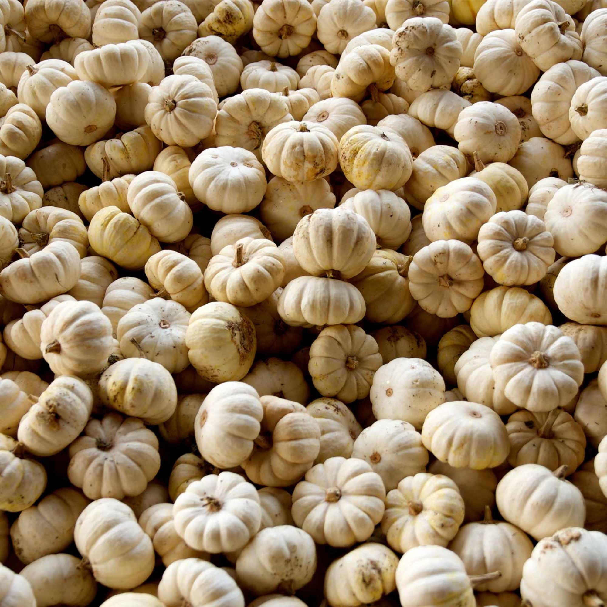 Baby Boo Pumpkin 5 Lb ~16,000 Seeds – Treated Mini White Pumpkin – 95 ...