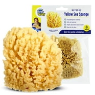 Cleanlogic Exfoliating Foam Sea Sponge, Bathing Body Scrubber for Deep ...