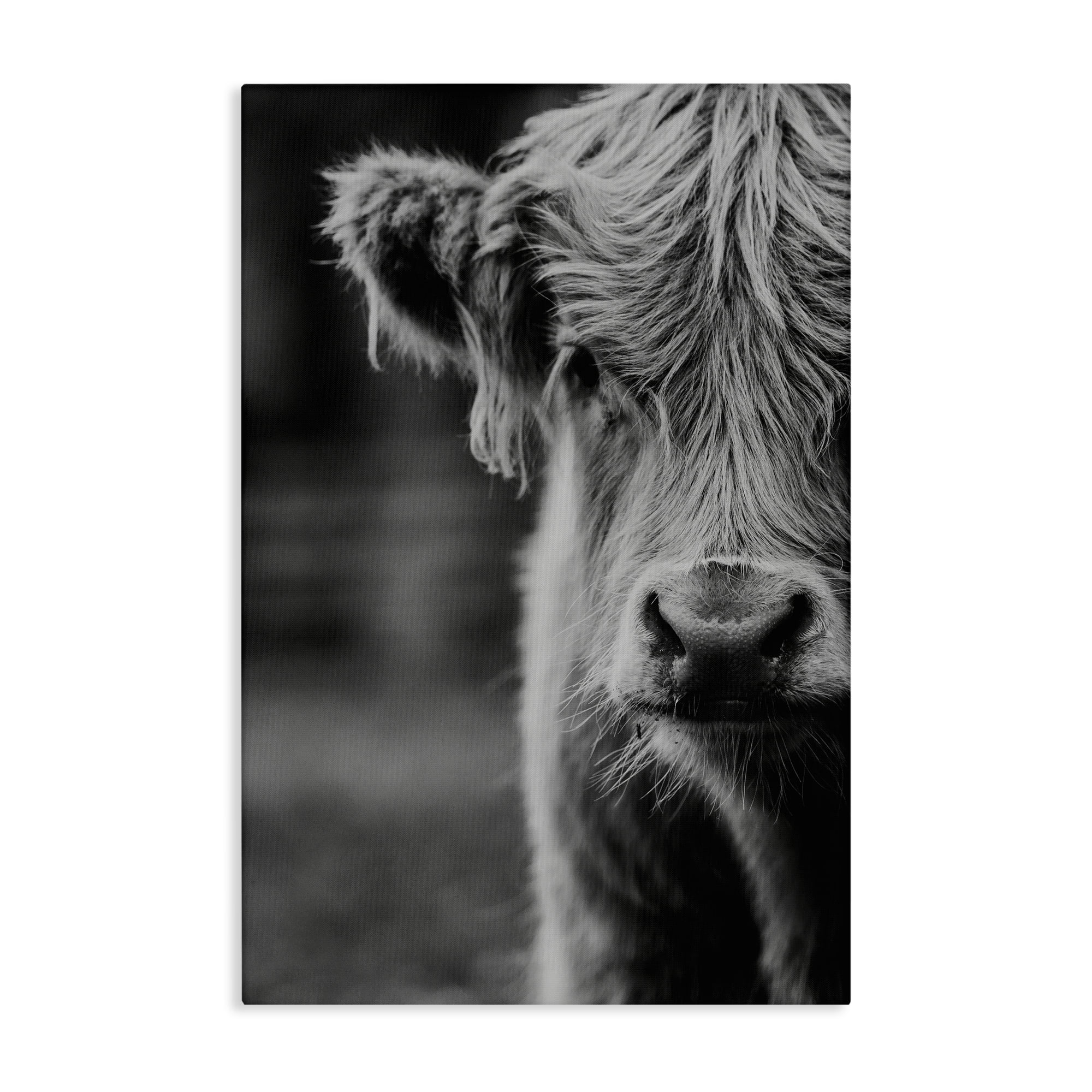 Baby Cow Face Canvas Wall Art, design by Amy Carroll - Walmart.com