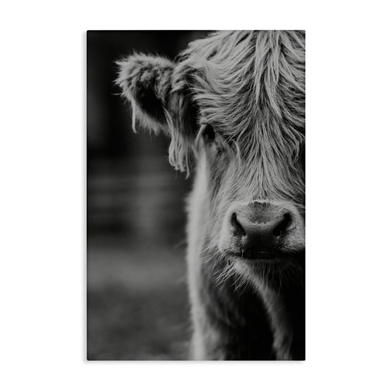 Baby Cow Face Canvas Wall Art, design by Amy Carroll - Walmart.com