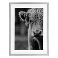 Baby Cow Face Gray Framed Print Under Glass, design by Amy Carroll ...