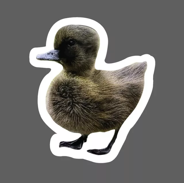 Baby Duckling Sticker Realistic Waterproof Sticker Phone Decal Water ...