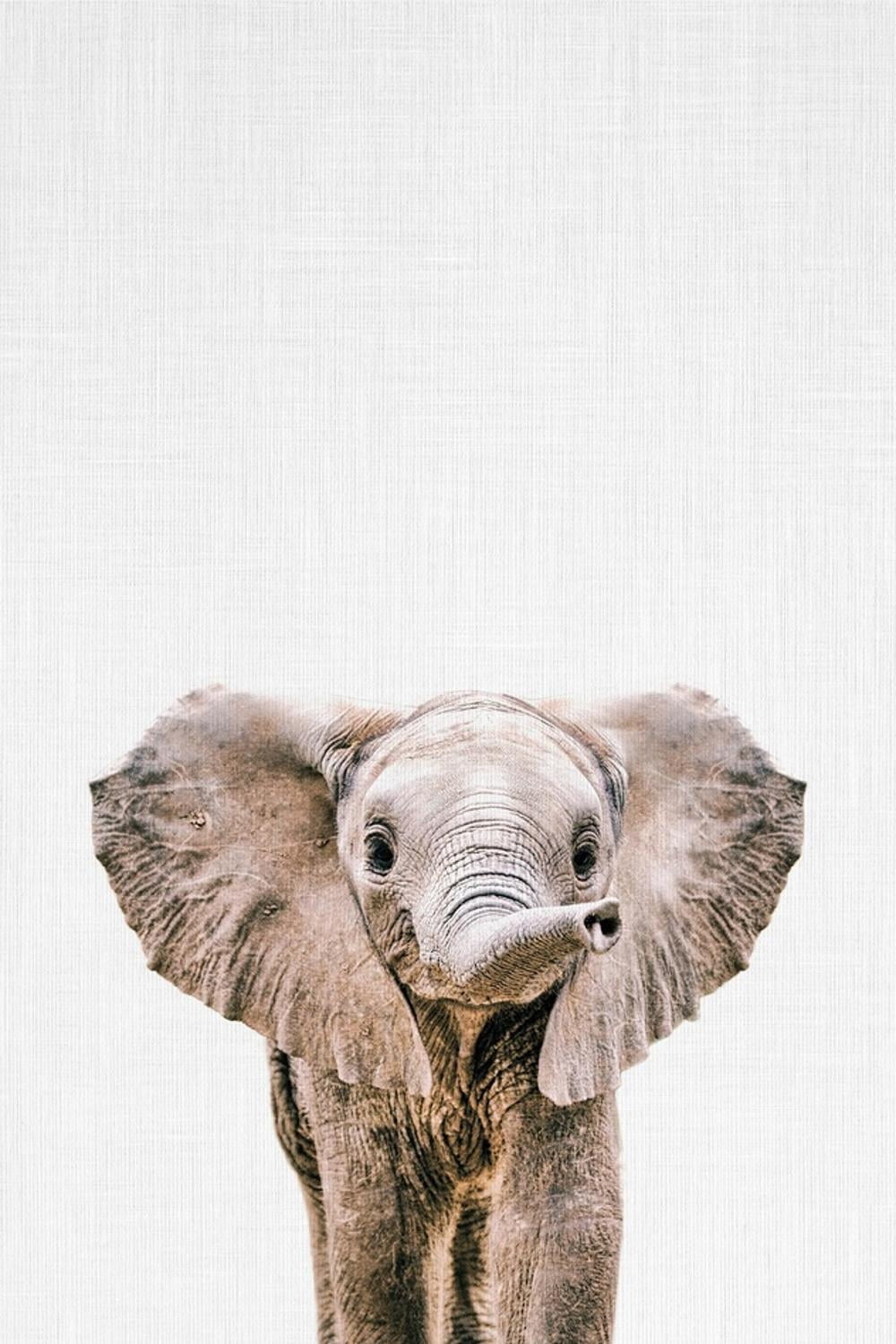 Baby Elephant Art Print by Tai Prints, 12" x 18", Sold by Art.com ...