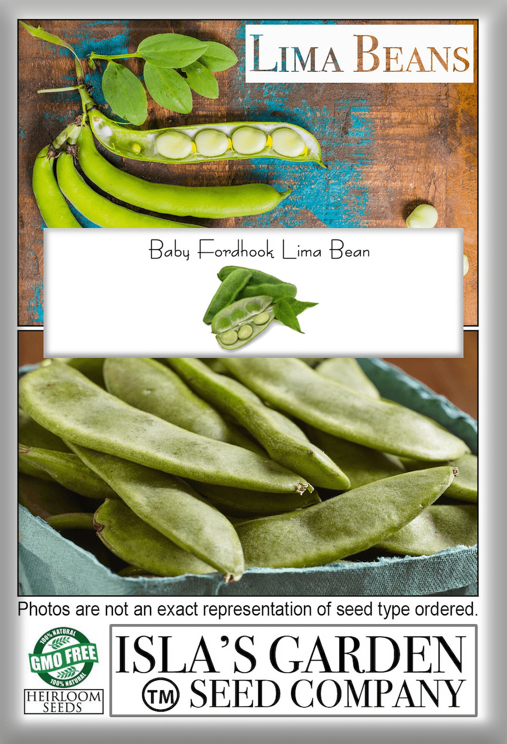 "Baby Fordhook" Lima Bean Seeds for Planting, 20+ Heirloom Seeds Per ...