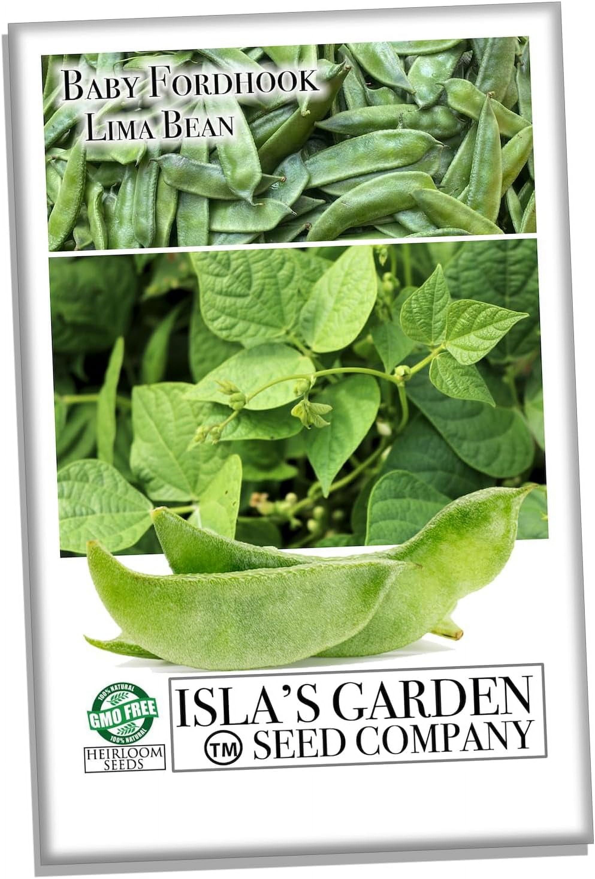 "Baby Fordhook" Lima Bean Seeds for Planting, 20+ Heirloom Seeds Per ...