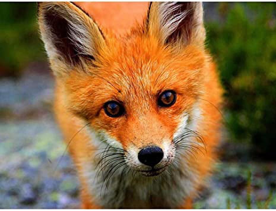 Baby Fox Portrait Cute Woodland Animal Wildlife Nature Photograph ...