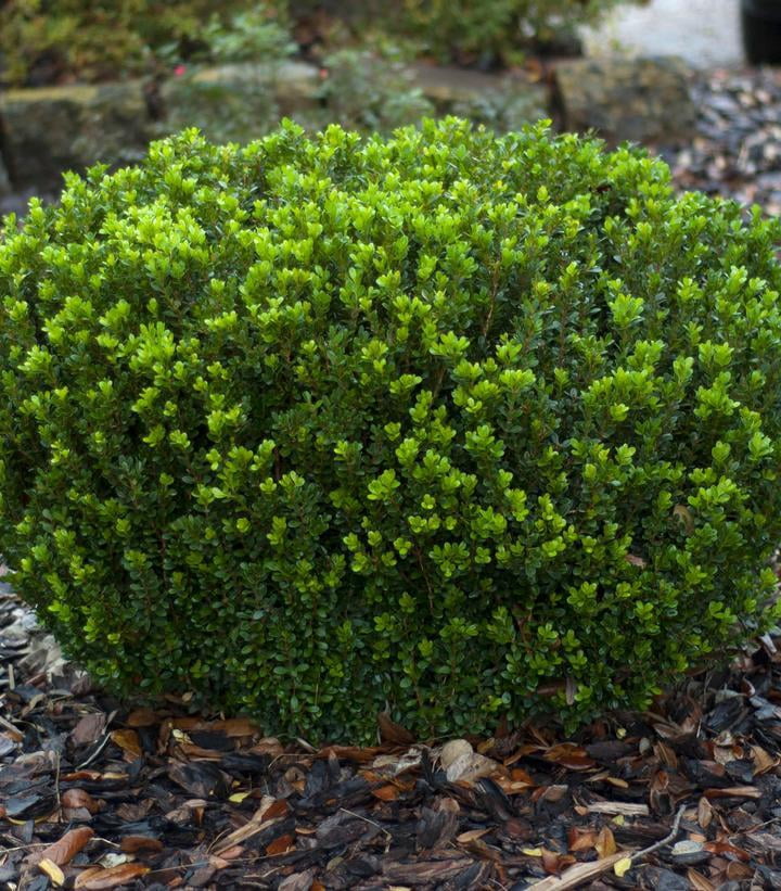 RedCrocus Baby Gem Boxwood - Evergreen Shrub, Low Hedge, Border ...