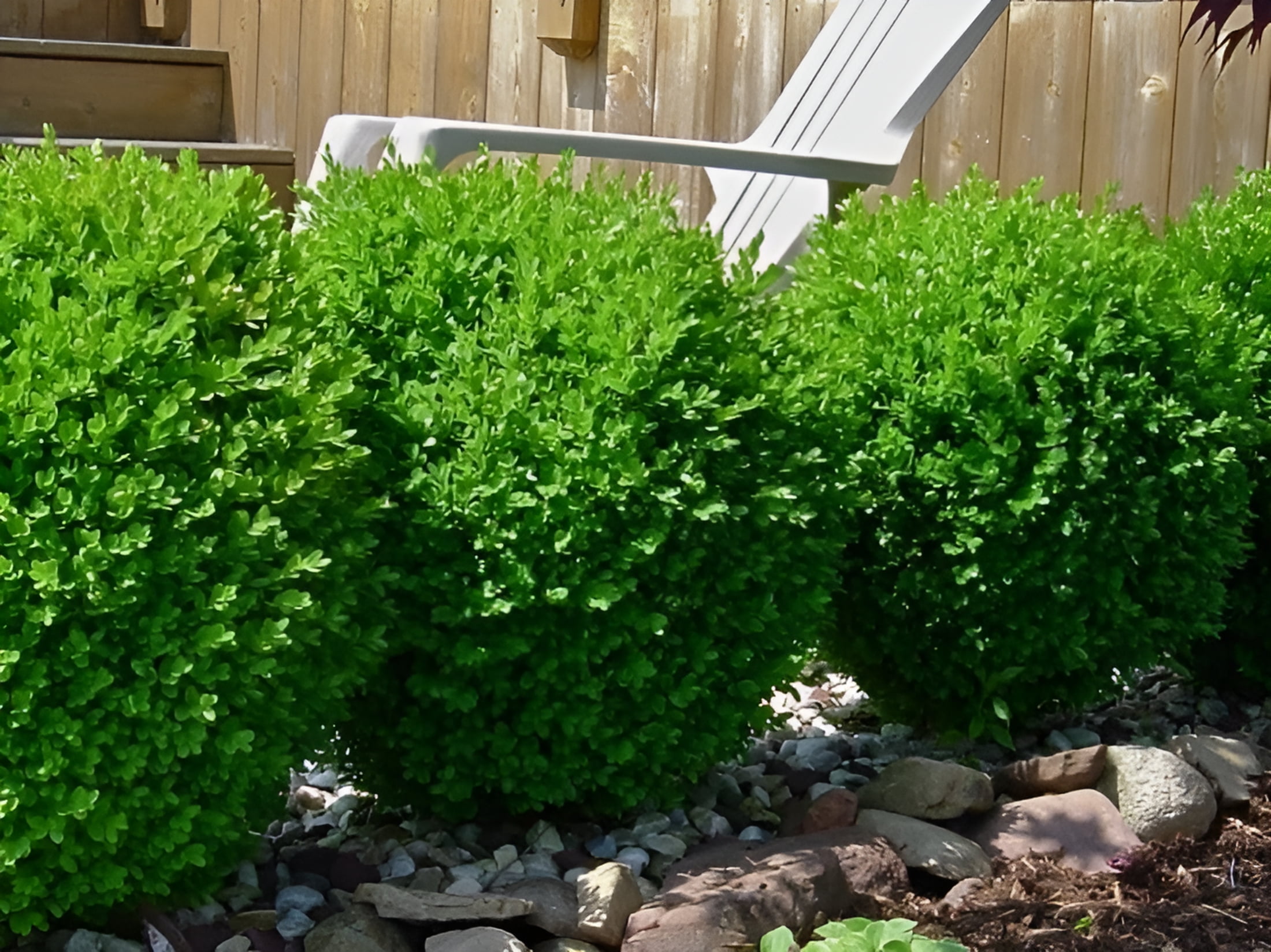 Outdoor Baby Gem Dwarf Boxwood Buxus - Live Evergreen Hedge Shrub | Low ...