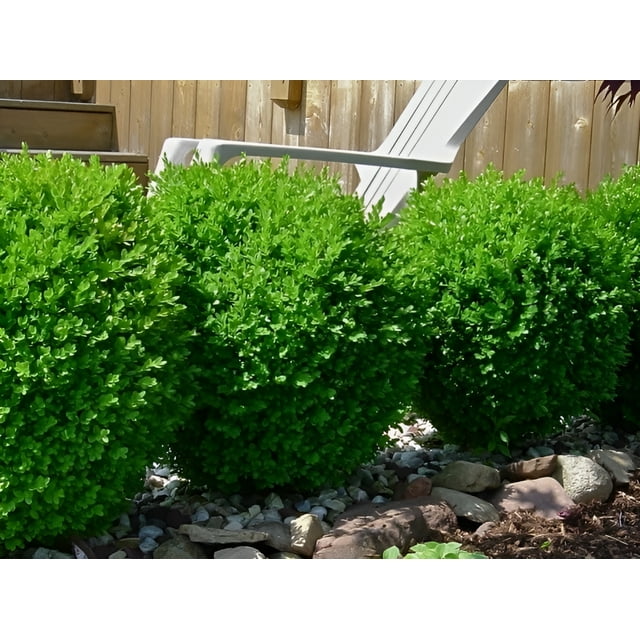 Outdoor Baby Gem Dwarf Boxwood Buxus - Live Evergreen Hedge Shrub | Low ...