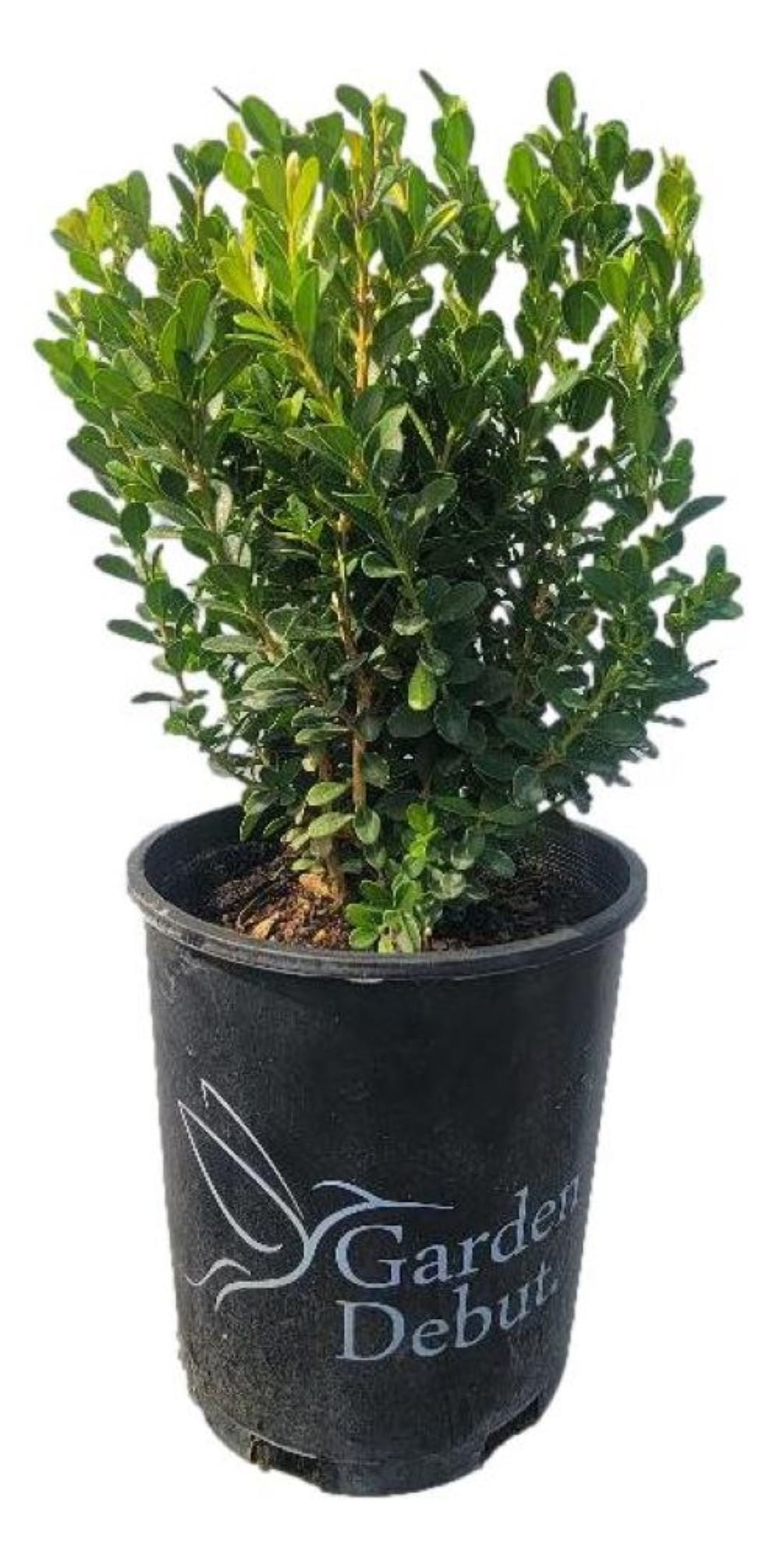 Outdoor Baby Gem Dwarf Boxwood Buxus - Live Evergreen Hedge Shrub | Low ...