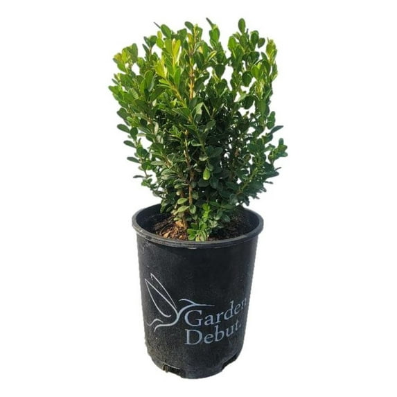Outdoor Baby Gem Dwarf Boxwood Buxus - Live Evergreen Hedge Shrub | Low ...