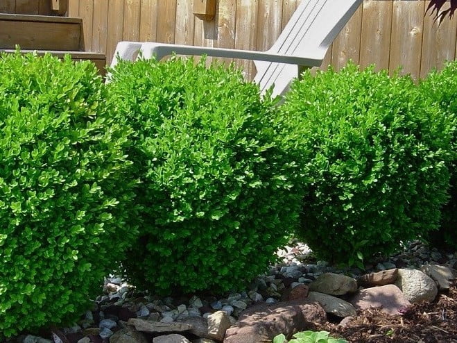 Baby Gem Dwarf Boxwood ( buxus ) - Live Plant ( FG ) | Hedge Shrub ...