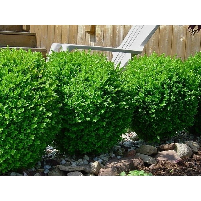 Baby Gem Dwarf Boxwood ( buxus ) - Live Plant ( FG ) | Hedge Shrub ...