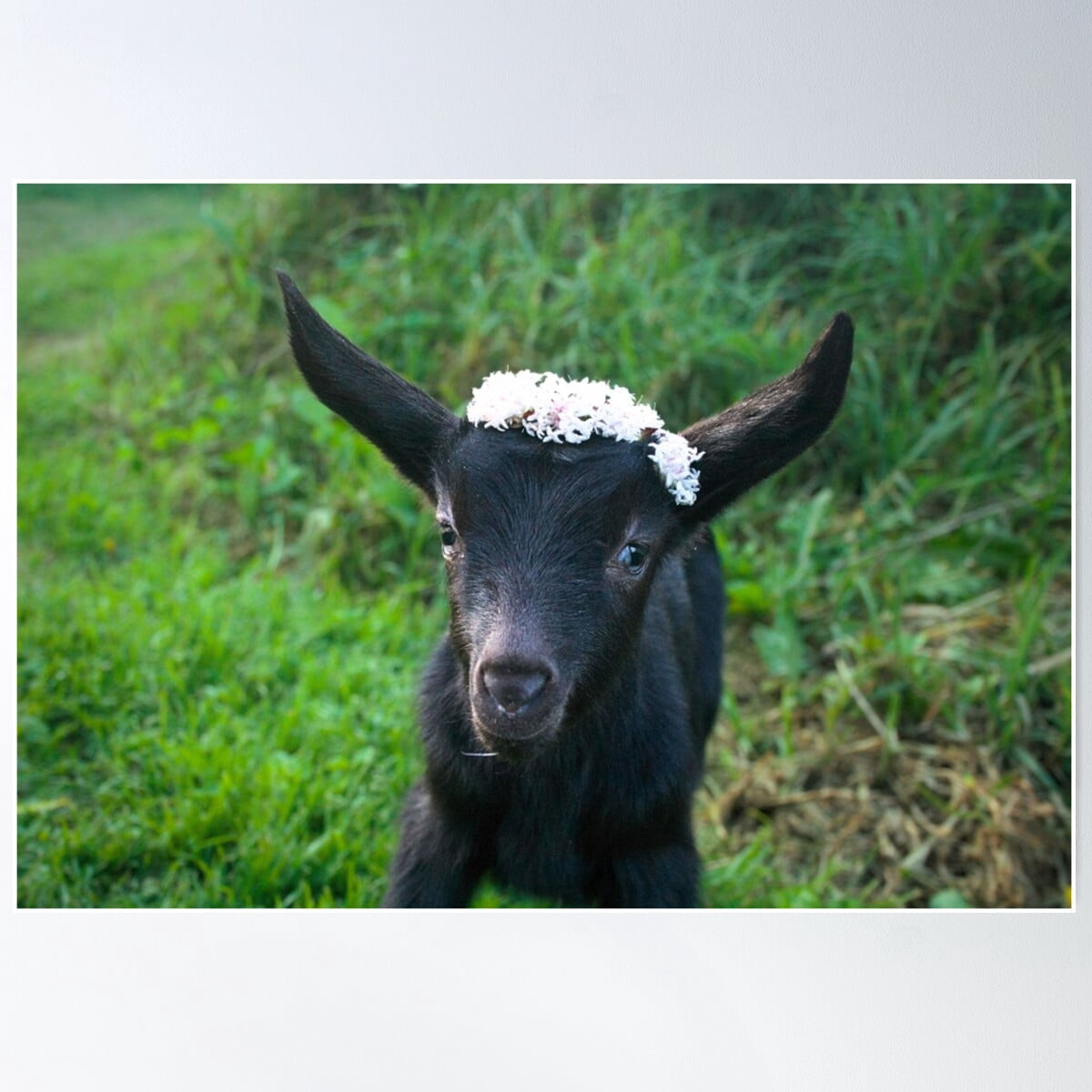 Baby Goat With Floral Wreath Poster Wall Art, Modern Wall Decor For ...