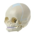Baby Head Skeleton Model with Moveable Lower Jaw Anatomical Baby Head ...