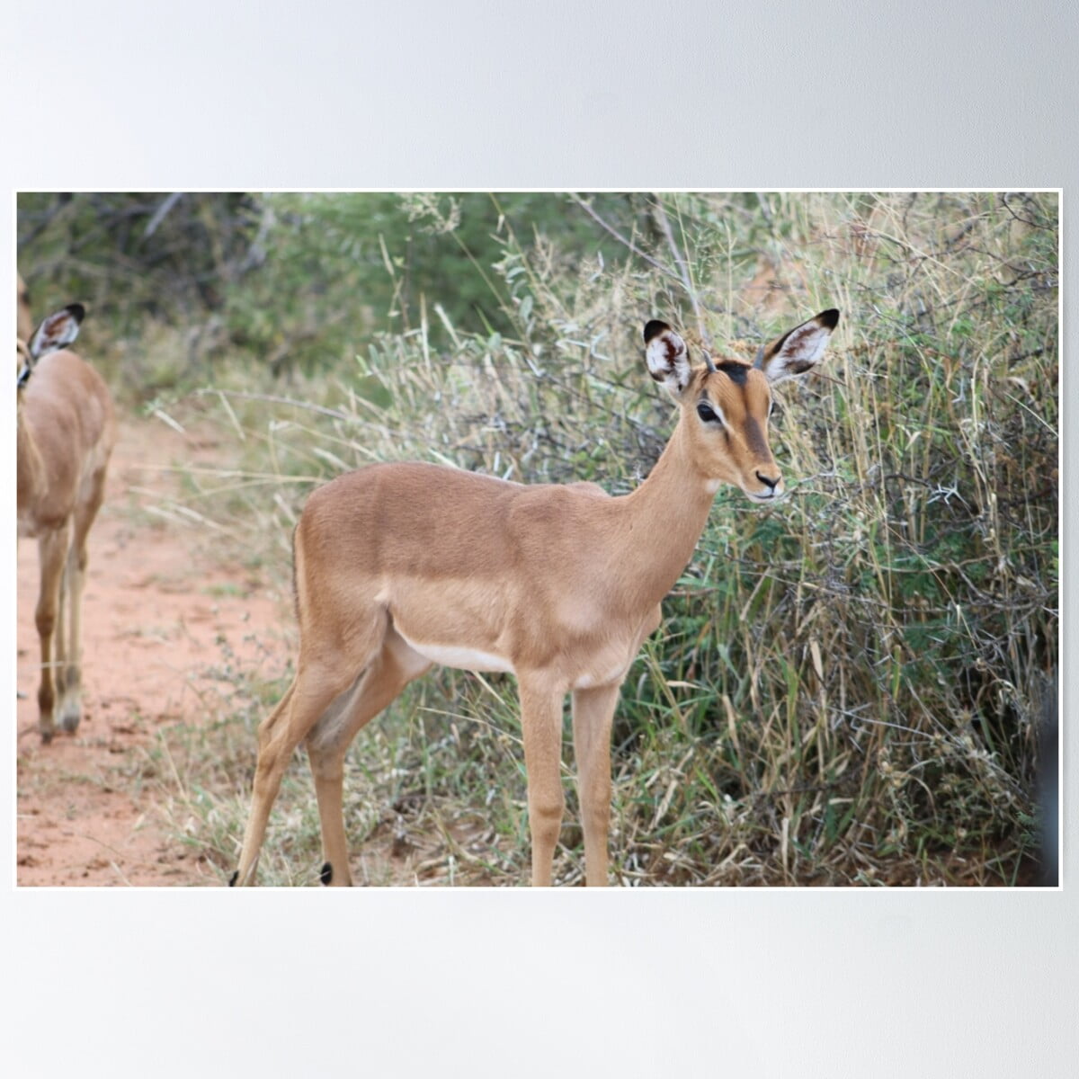 Baby Impala Poster Wall Art, Modern Wall Decor For Living Room Bedroom ...