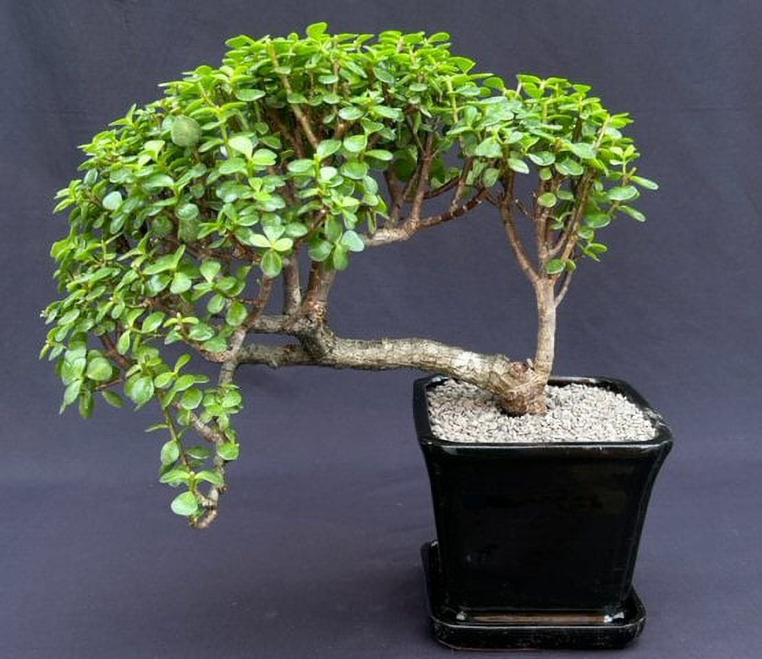 Baby Jade Bonsai Tree Cascade Style (Portulacaria Afra) - Walmart.com