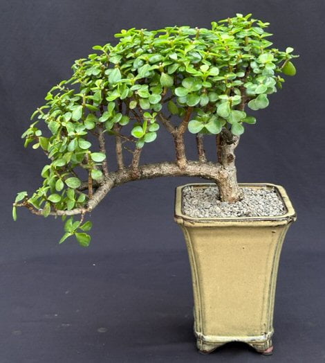 Baby Jade Bonsai Tree Cascade Style (Portulacaria Afra) - Walmart.com