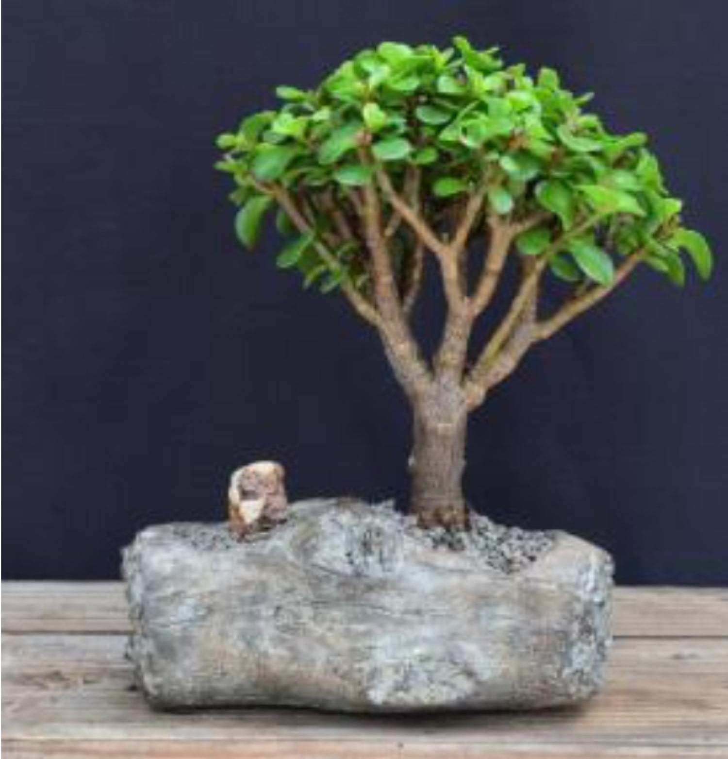 Baby Jade Bonsai Tree In Faux Log Planter (Portulacaria Afra) - Walmart.com