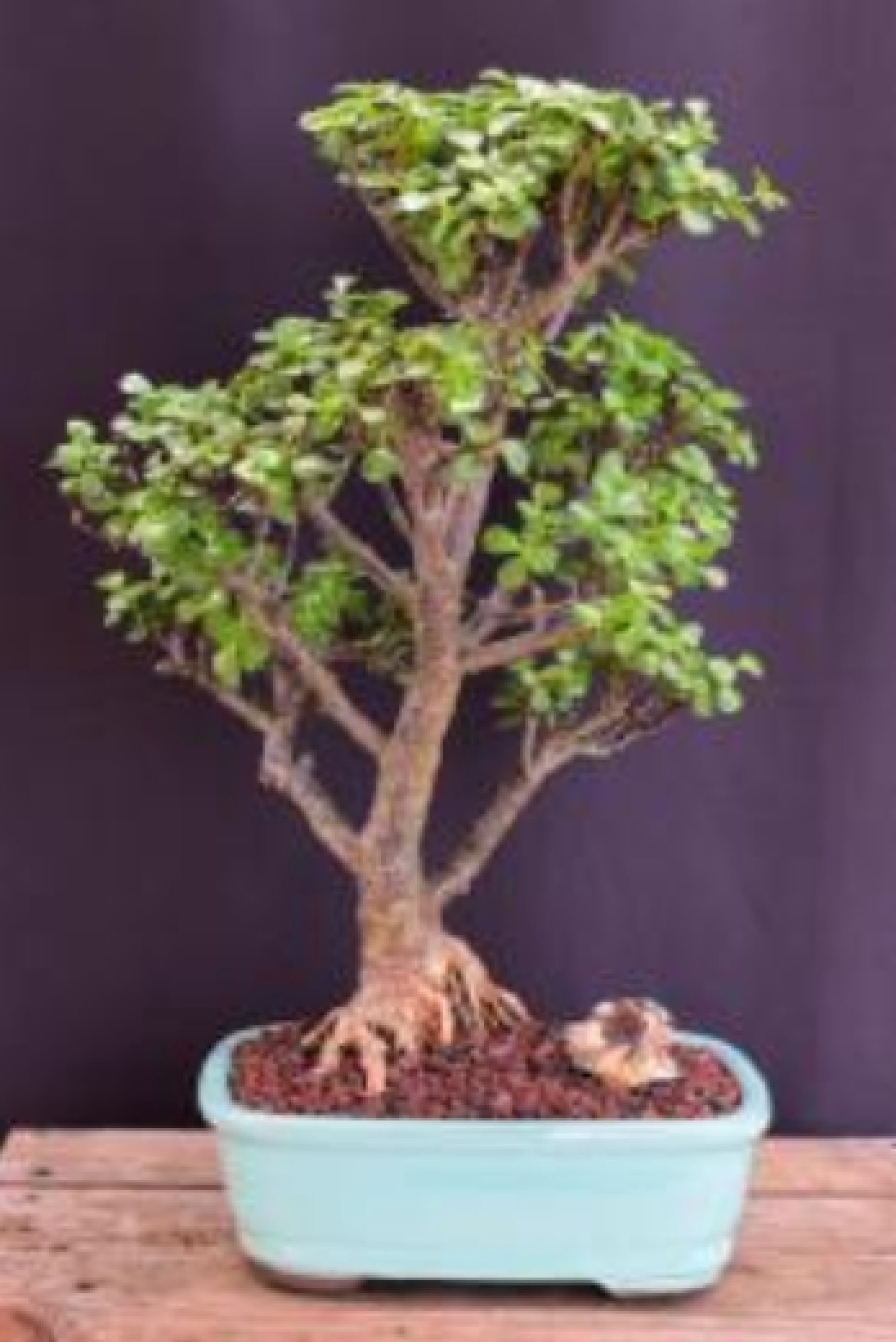 Baby Jade Bonsai Tree (Portulacaria Afra) - Walmart.com