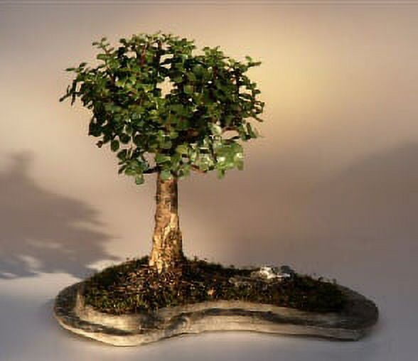 Baby Jade on Rock Slab Tree (Portlacaria Afra) 8 years old, 13"-16 ...