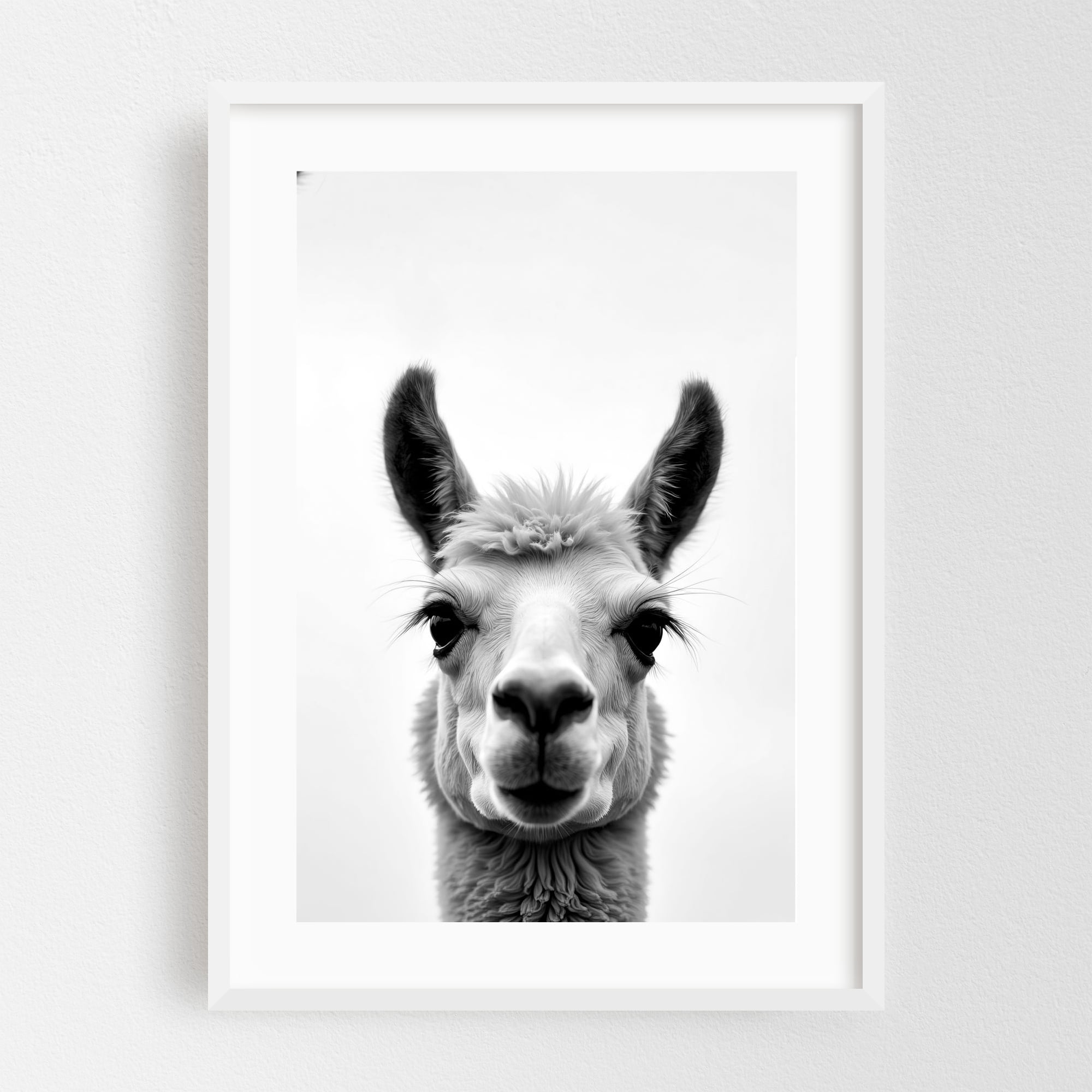 Baby Lama - Photography Llama Black and White Animal Portrait Wildlife ...